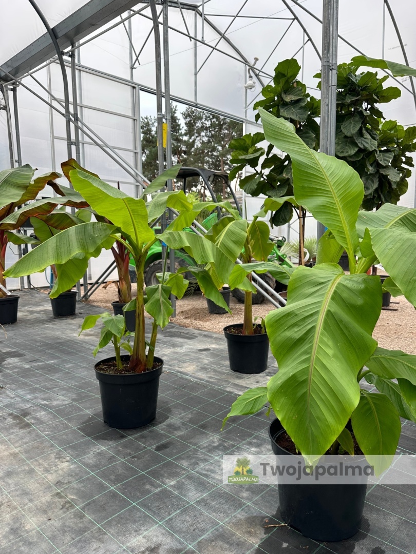 Bananowiec Musa basjoo